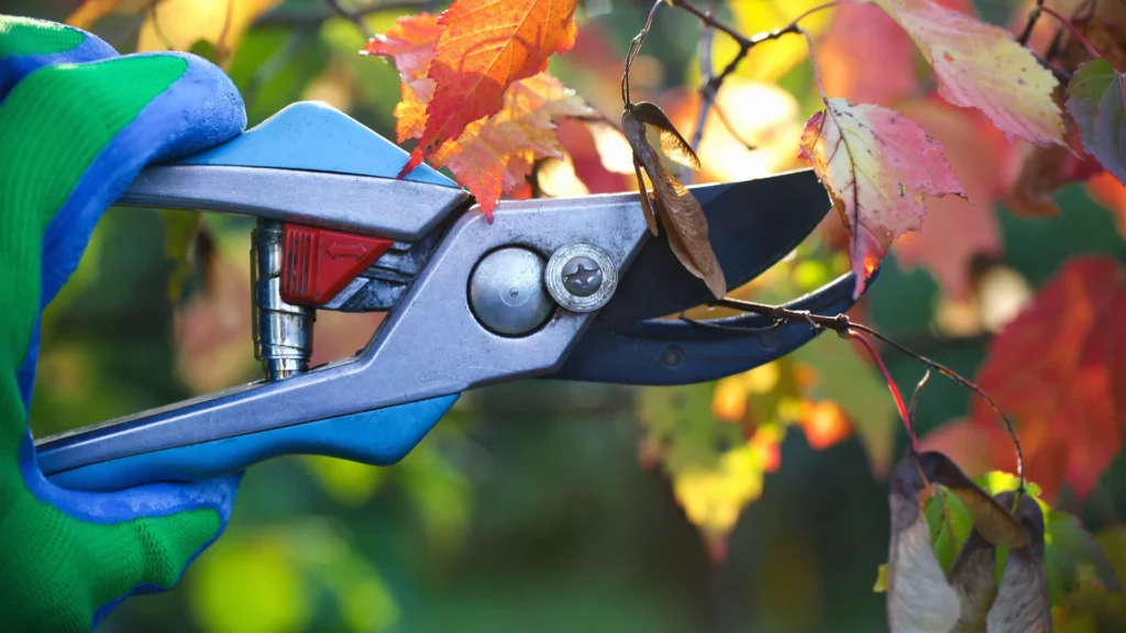 The Ultimate Timing Guide: Planting Shrubs in Southern Wisconsin ...